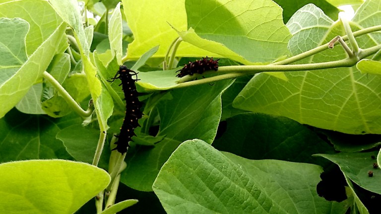Caterpillars and Creepy Crawlies – How I Learned to Cook, an Artist's ...
